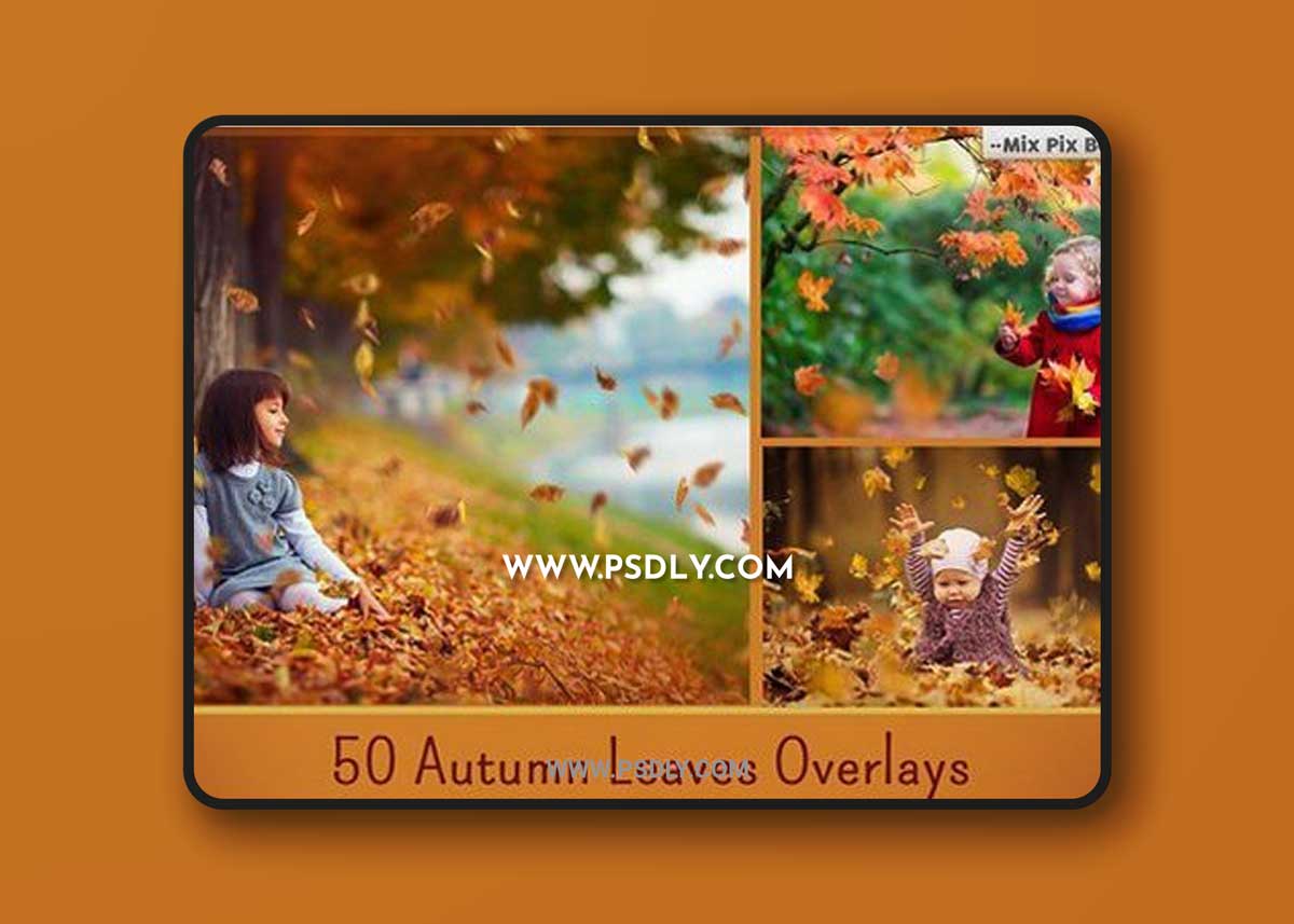 CM - 50 Autumn Leaves Overlays 982871