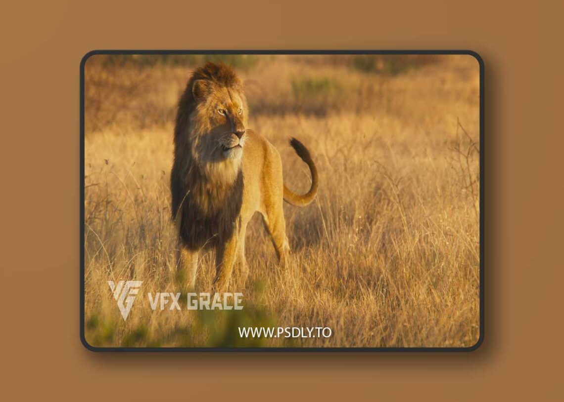 VFX Grace - Lion Animation 3D Model