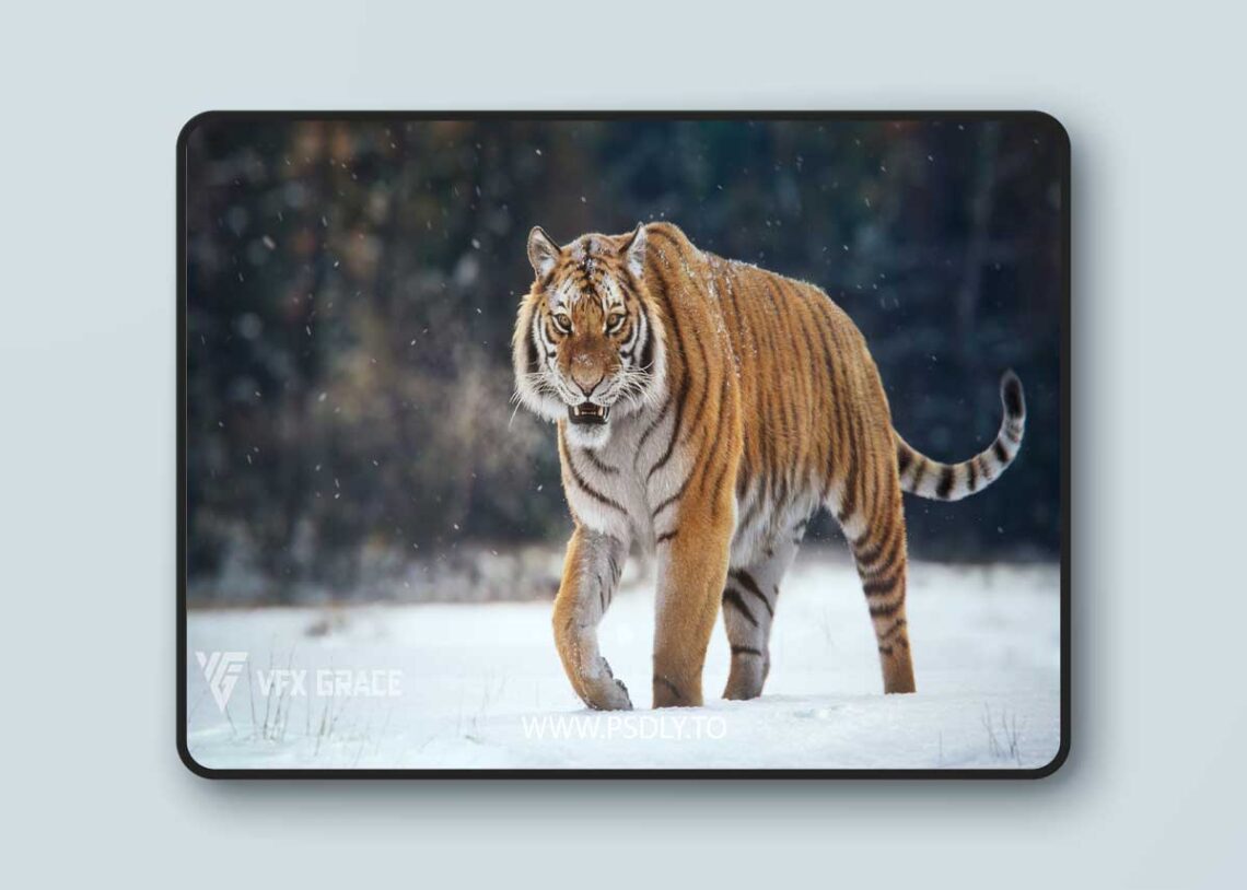 Realistic Animated Siberian Tiger 3D Model For Blender | VFX Grace